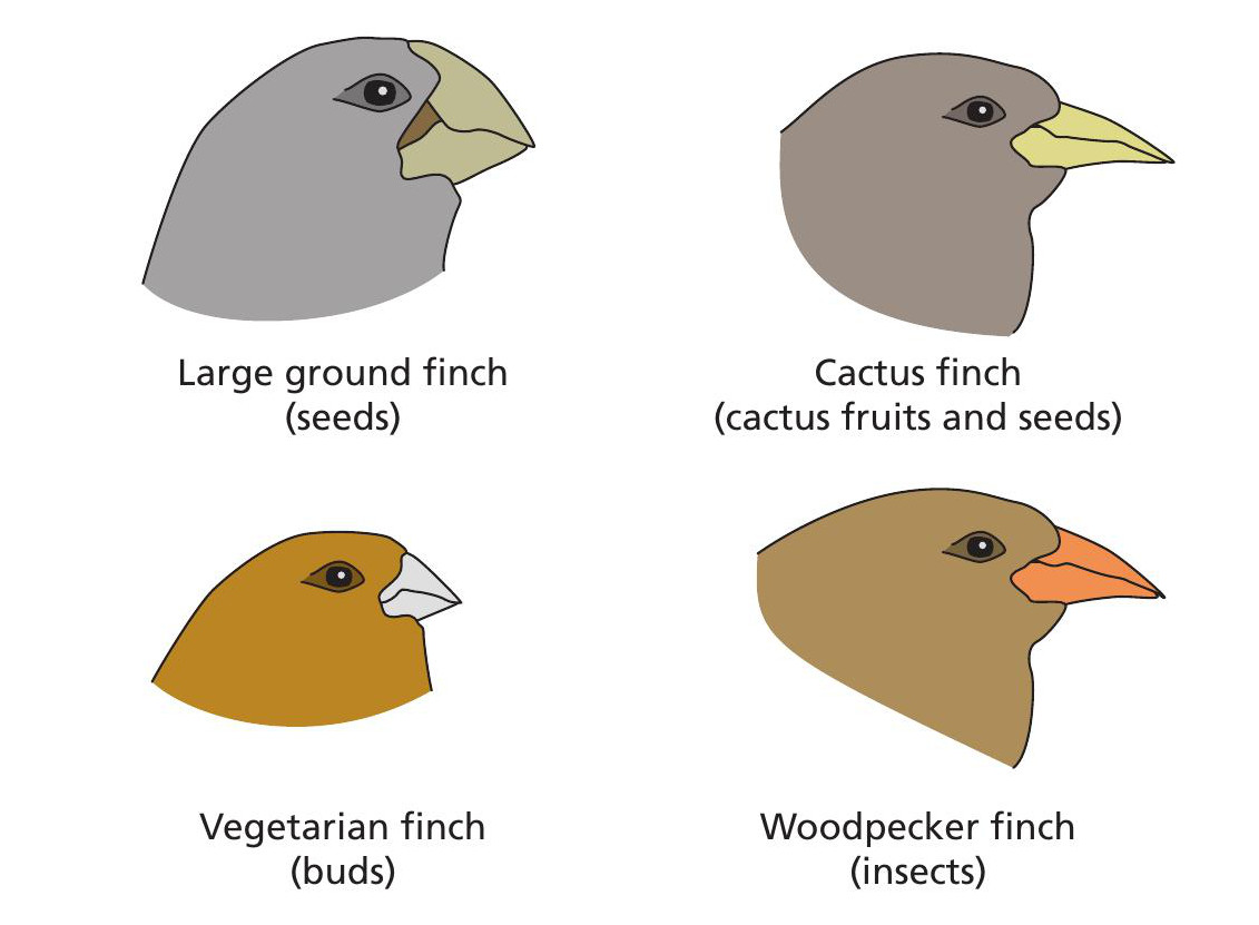 Evolution in action: investigating the evidence - Hodder Education ...