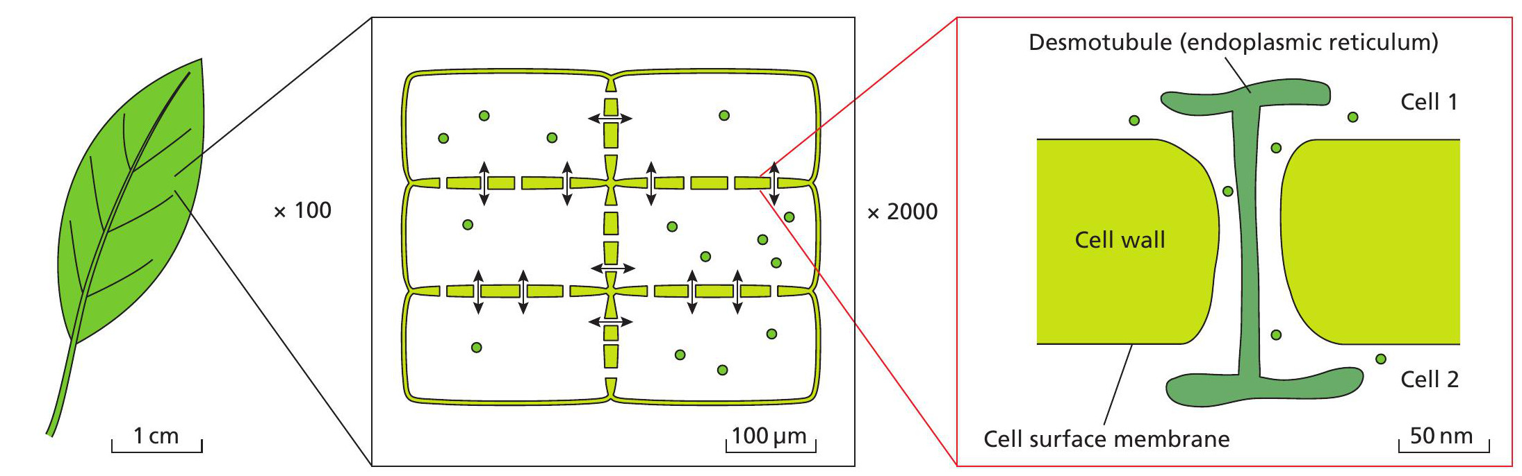 Plant cell connections - Hodder Education Magazines