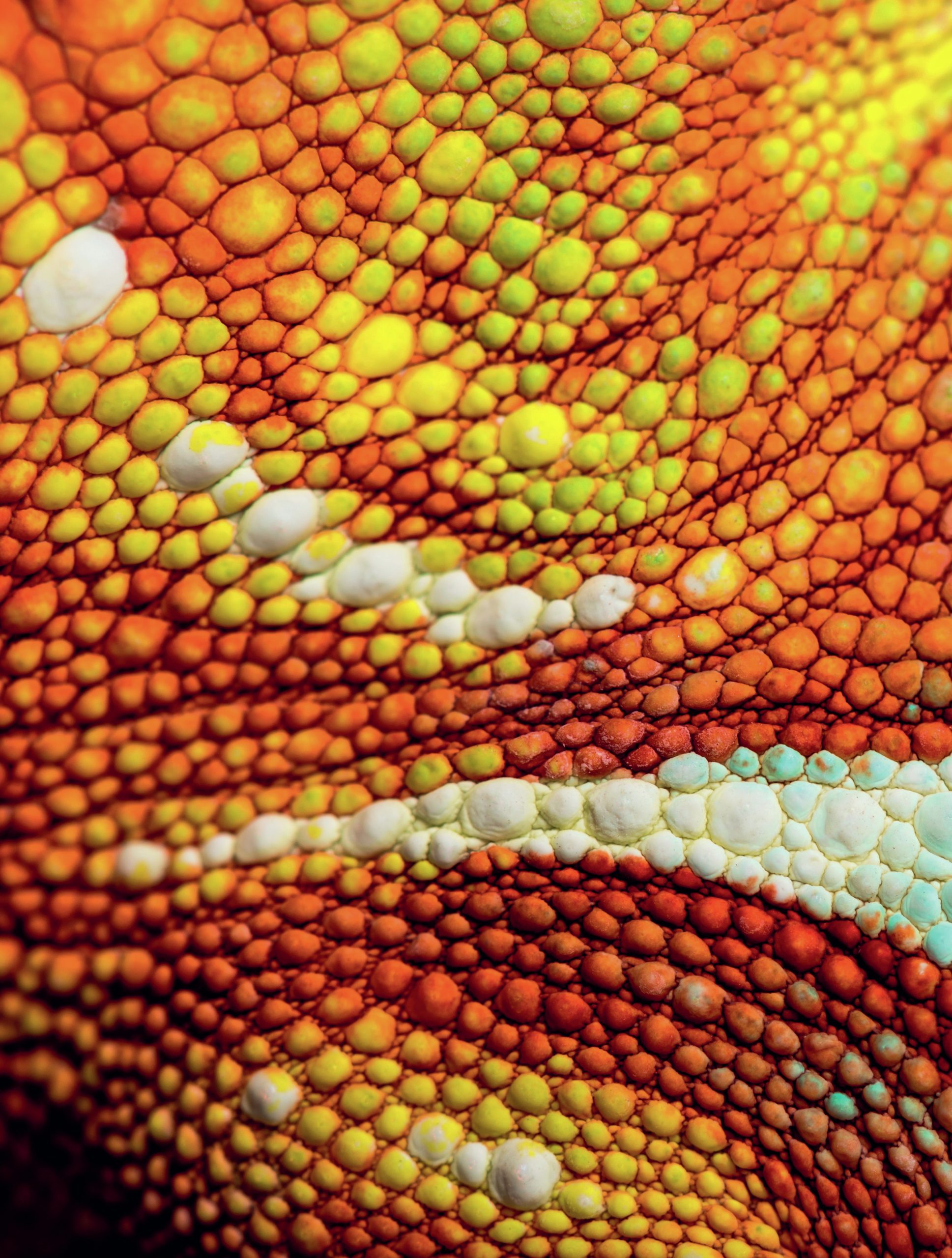 Egg-laying versus live birth in lizards - Hodder Education Magazines