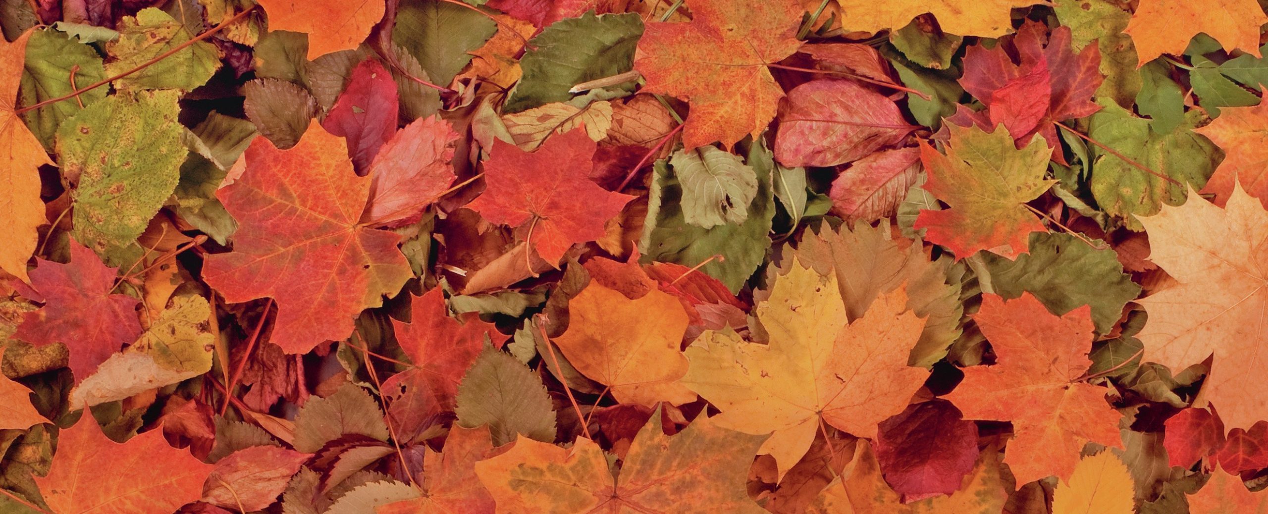 Autumn leaves - Hodder Education Magazines