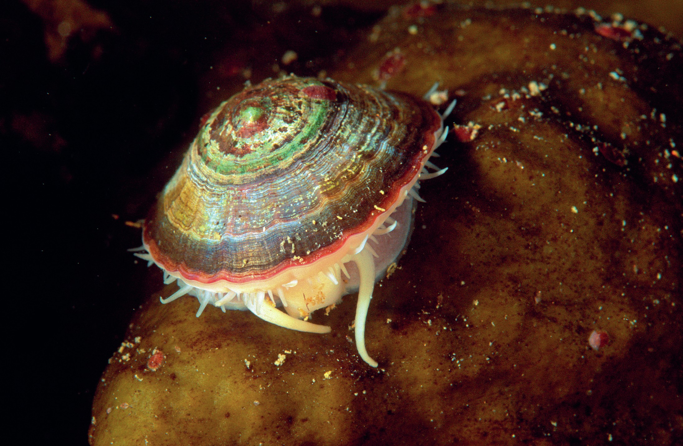 Limpets Rock stars of the shore - Hodder Education Magazines