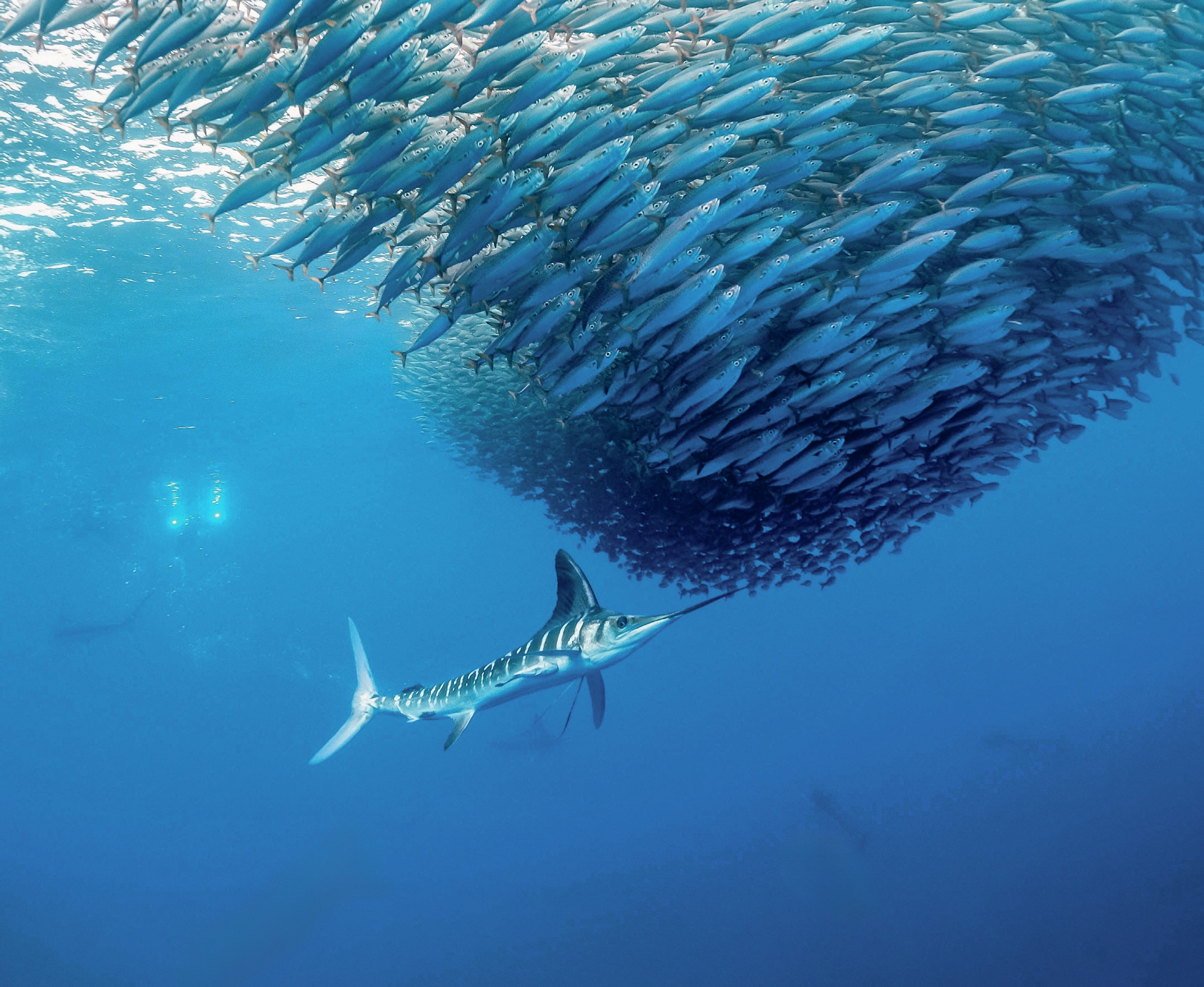 Ocean deoxygenation - Hodder Education Magazines