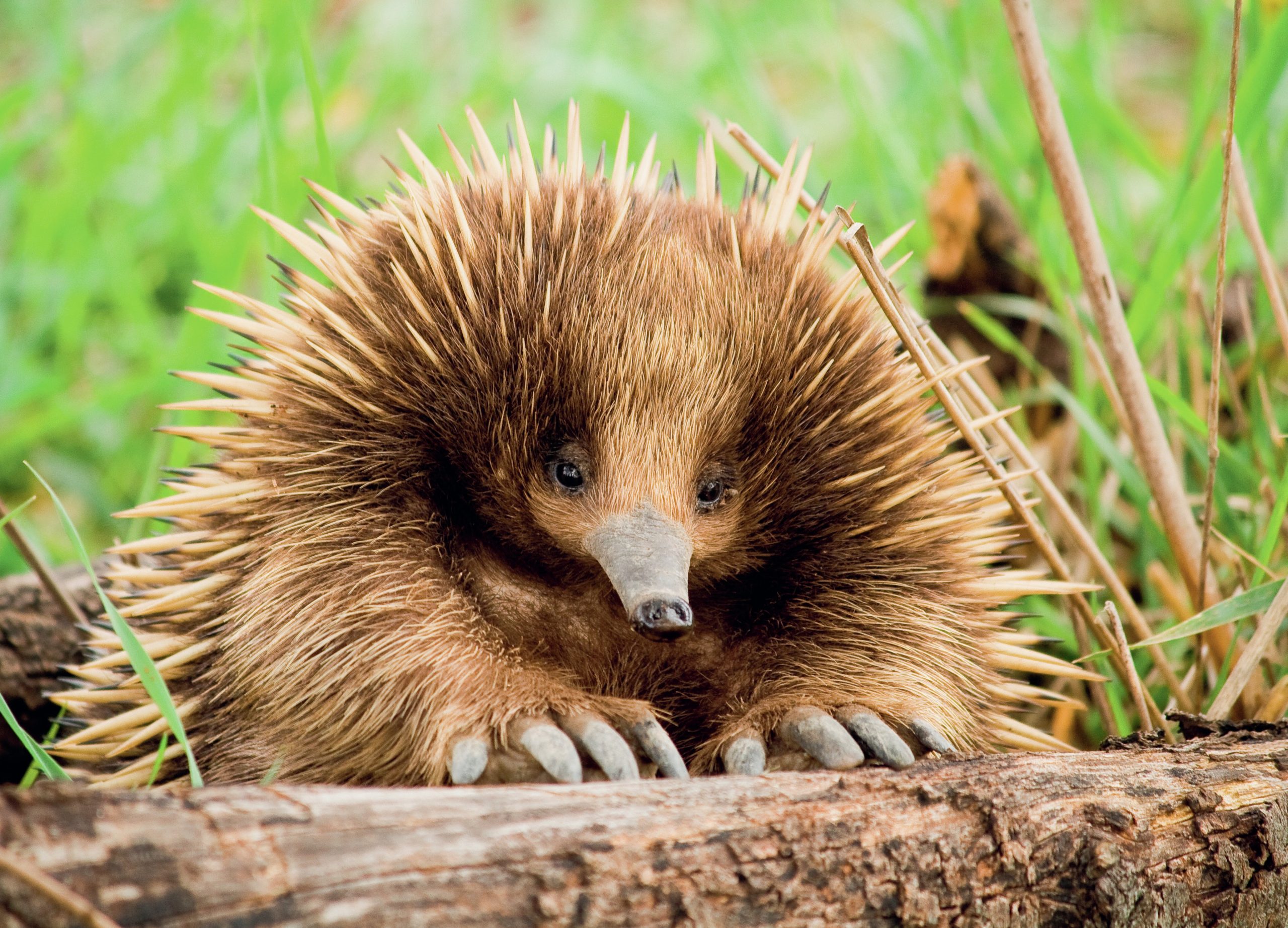 Spiny anteaters - Hodder Education Magazines