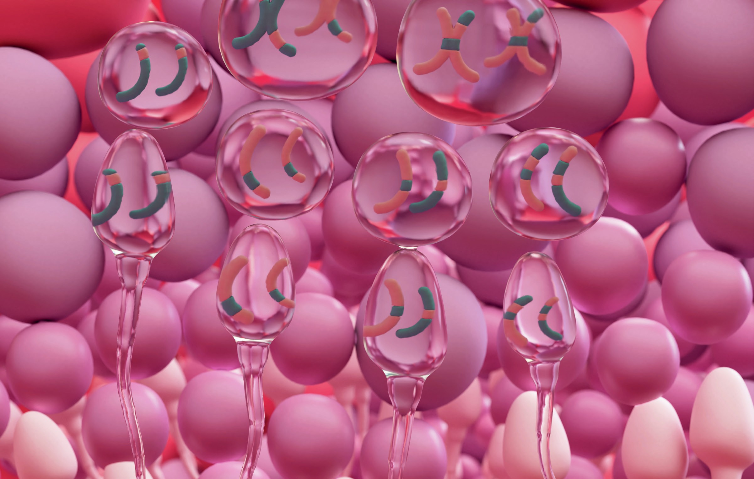 Linking cell division to genetics - Hodder Education Magazines