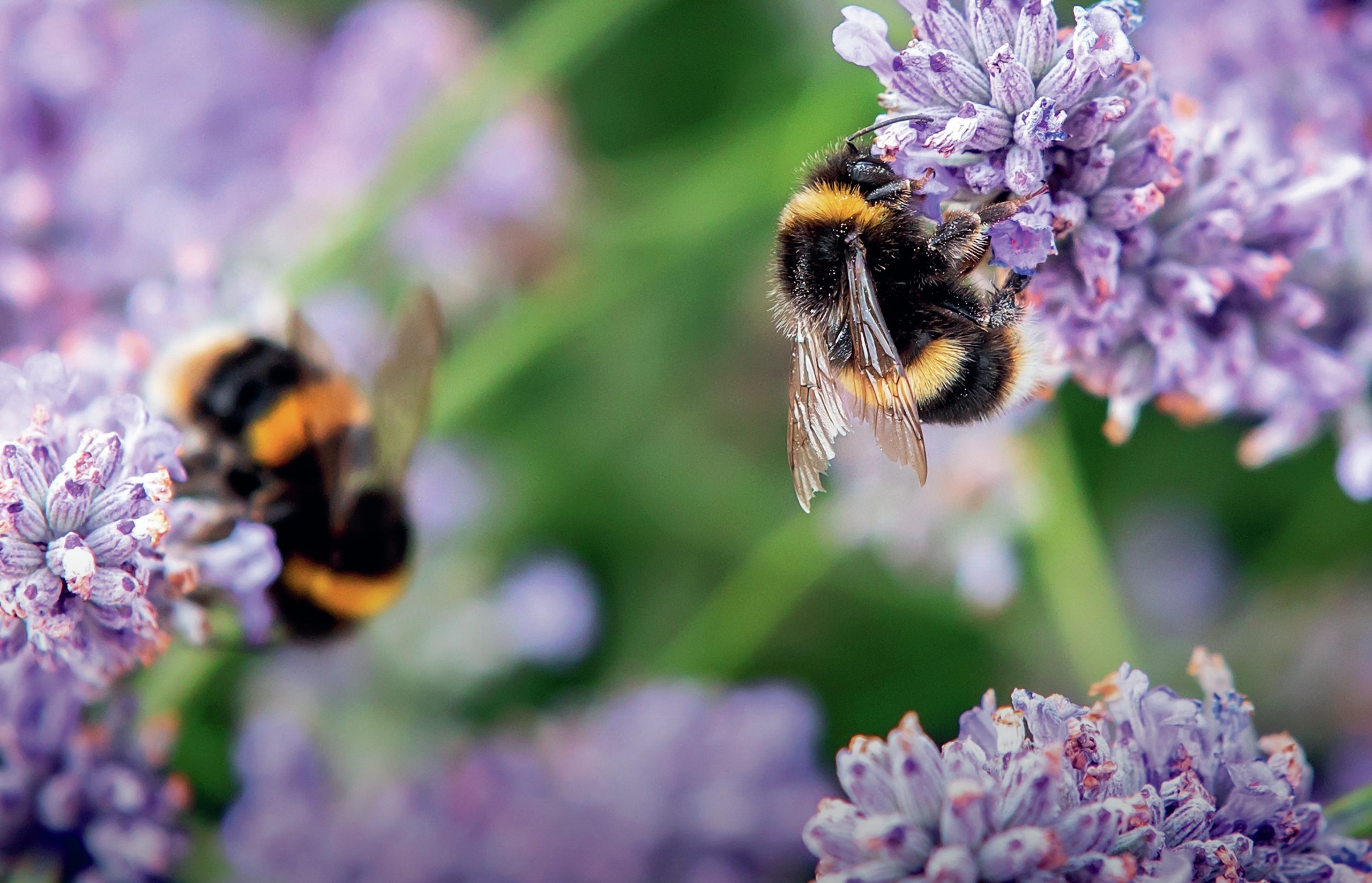 Wild bees in decline - Hodder Education Magazines