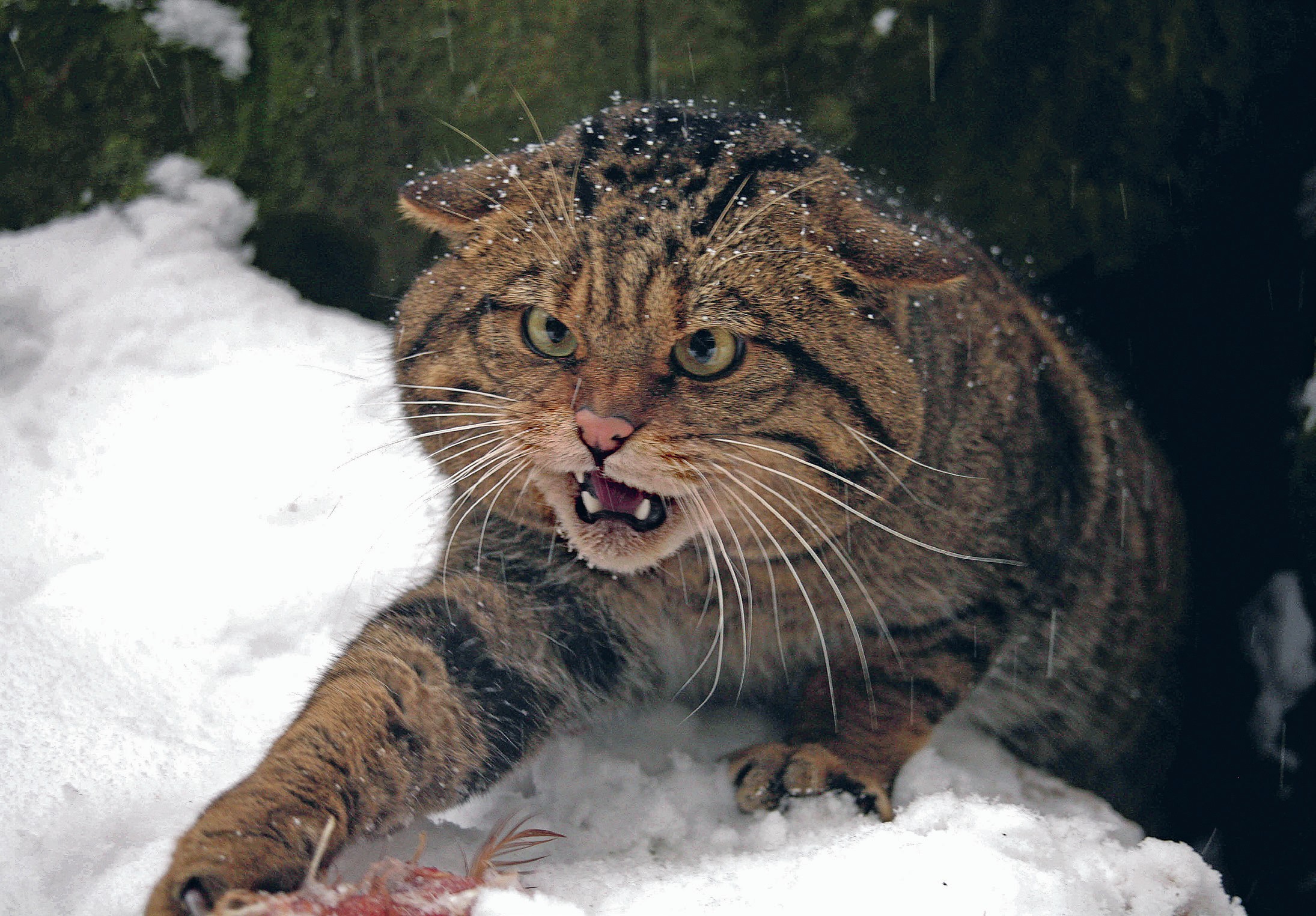 The Scottish wildcat - Hodder Education Magazines