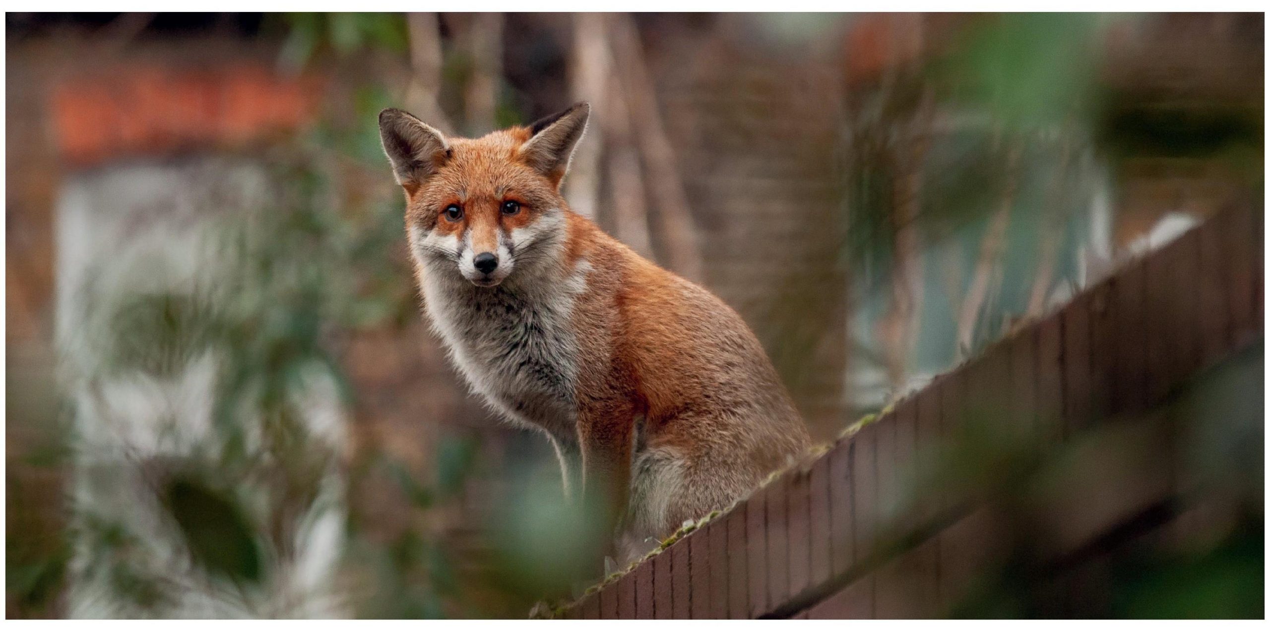 ‘Mr Fox’ in our cities - Hodder Education Magazines